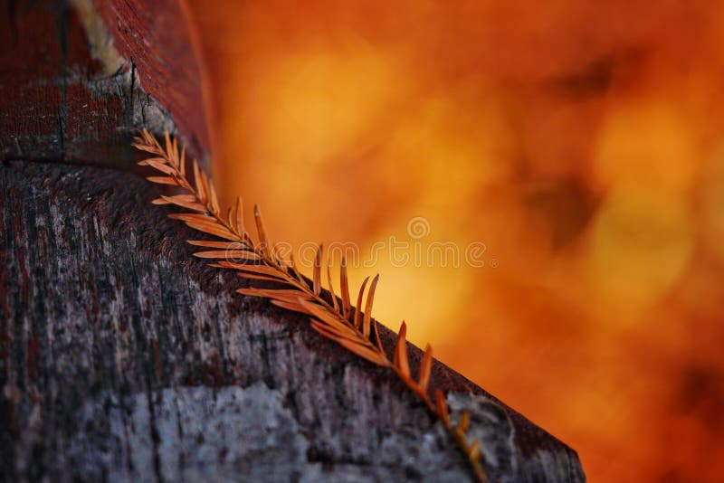 Spruced rusted needles stock image. Image of outdoor - 269129025