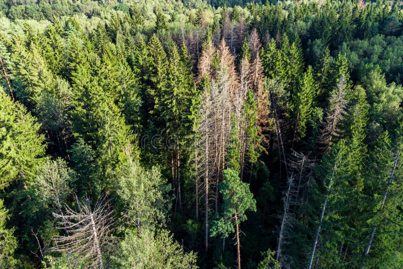Spruces in a Coniferous Forest, View from a Height of the Trees Stock ...