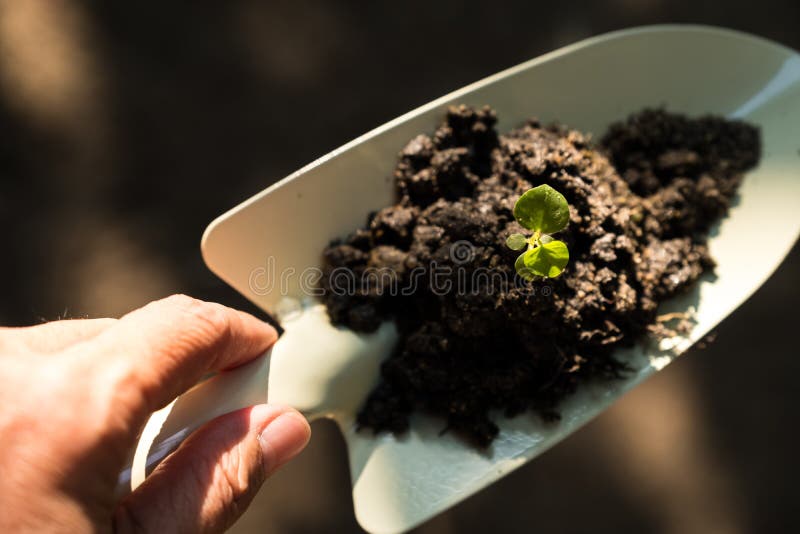 Spruit stock foto. Image of leven, zaad, water, milieu - 117196916