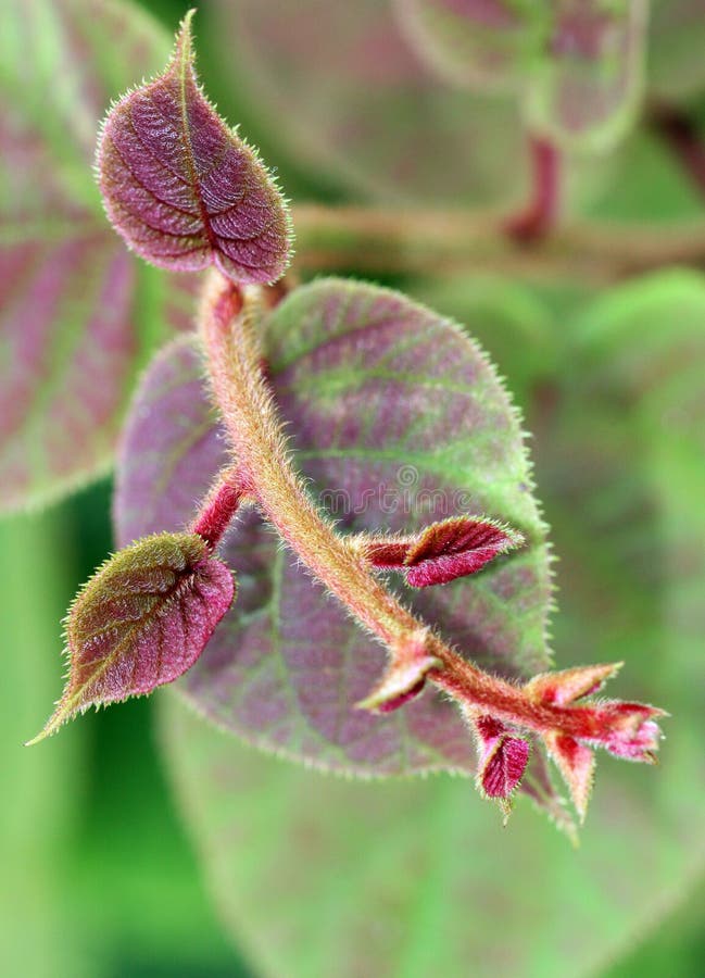 Spruit stock foto. Image of exotisch, nave, gevoelig - 11529036