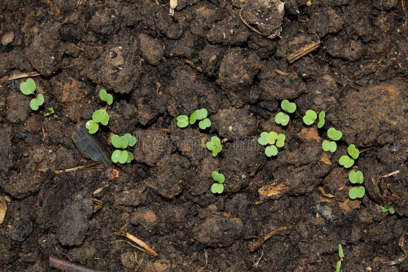 Spruit stock afbeelding. Image of fotografie, mening - 117775845