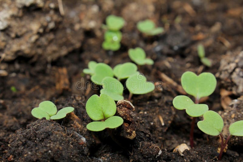 Spruit stock foto. Image of rustig, klimaat, fotografie - 117775648