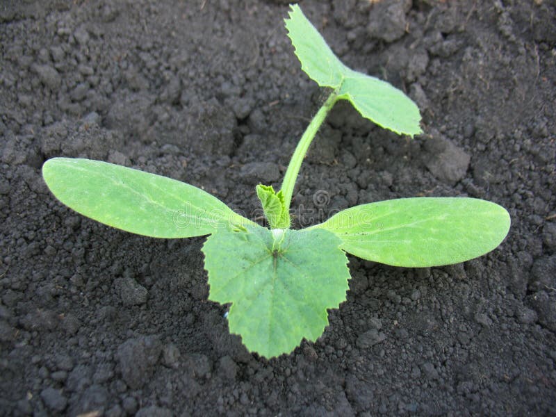 Spruit stock afbeelding. Image of breekbaarheid, vuil - 33310893