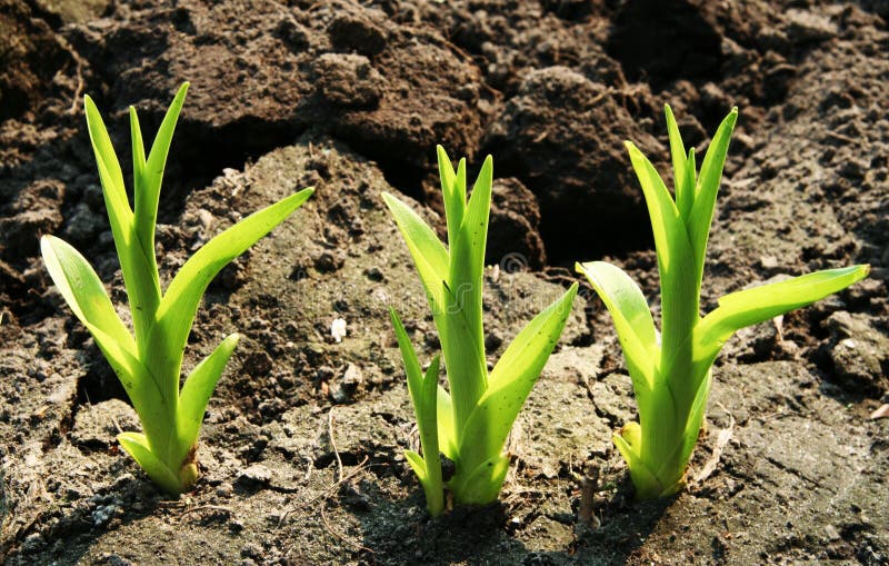 Spruit stock afbeelding. Image of achtergrond, milieu - 117192275