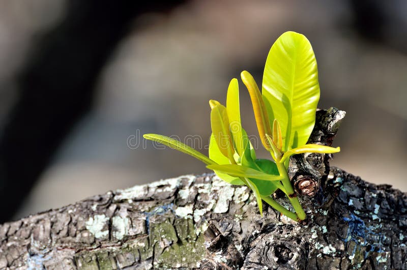Jonge Spruit Van Groene Installatie Het Groeien Op Stenen Stock ...