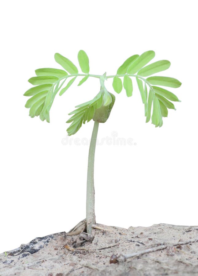 Spruit van tamarindeboom stock afbeelding. Image of installatie - 31556111