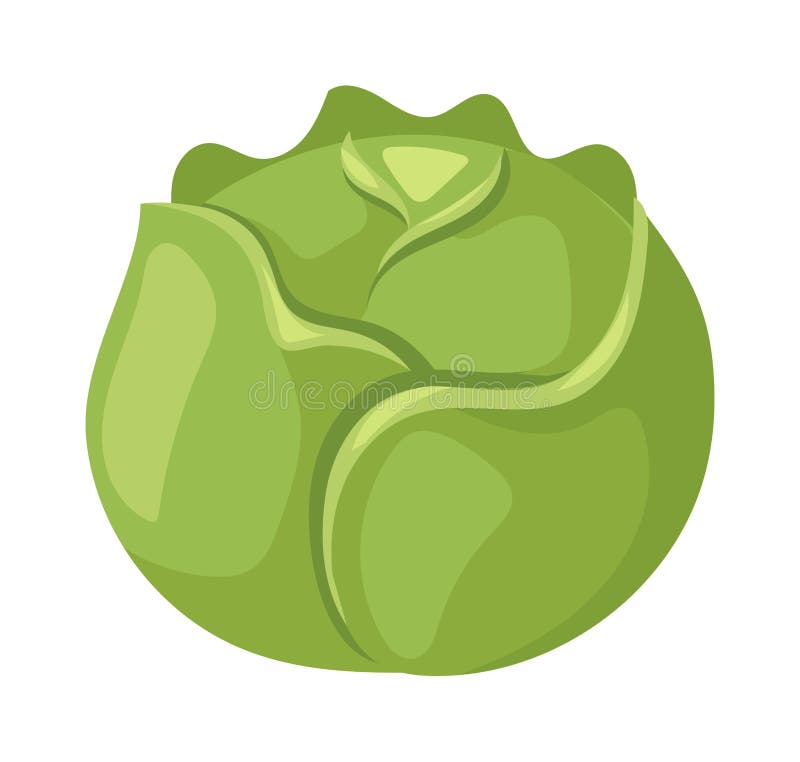 Spruitjes Vectorillustratie Vector Illustratie - Illustration of gezond ...