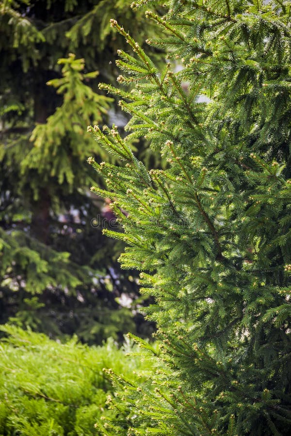 A spruse tree stock image. Image of cone, green, tree - 142724699