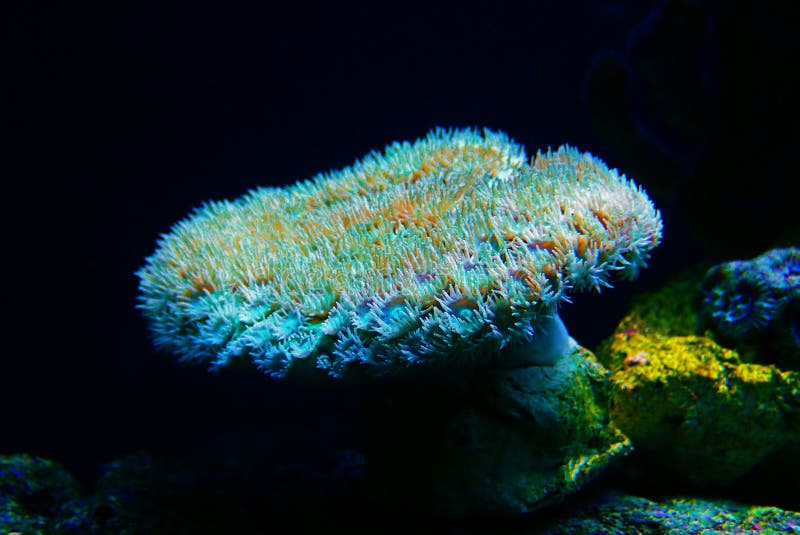 Short Polyps Stony Corals Aka SPS Coral Stock Image - Image of color ...