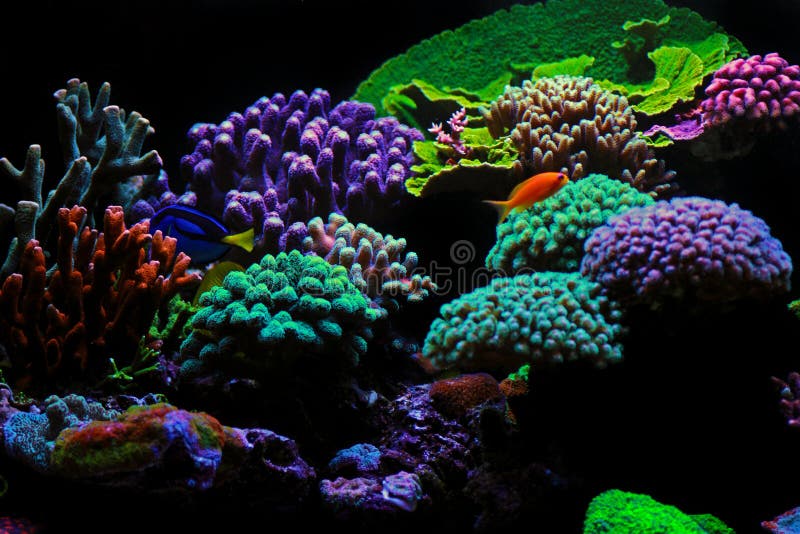 Short Polyps Stony Corals Aka SPS Coral Stock Photo - Image of close ...