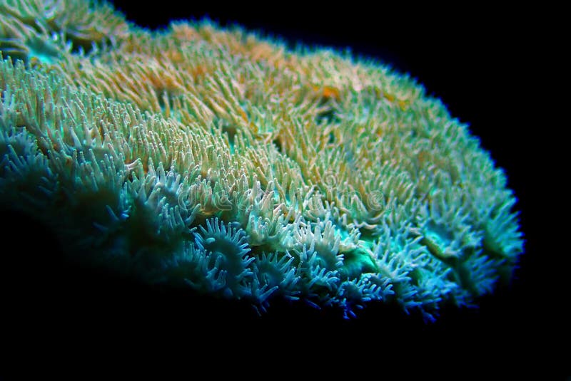 Short Polyps Stony Corals Aka SPS Coral Stock Image - Image of exotic ...