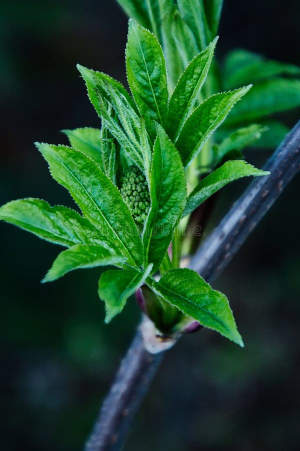 Spting is Here Time To Open Up Stock Photo - Image of popular, open ...