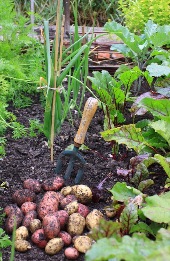 Spuds stock photo. Image of gardening, grow, vegetable - 9954744