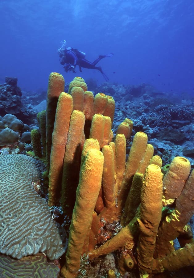 Spugne del mare Sud-Cinese immagine stock. Immagine di mare - 19809041