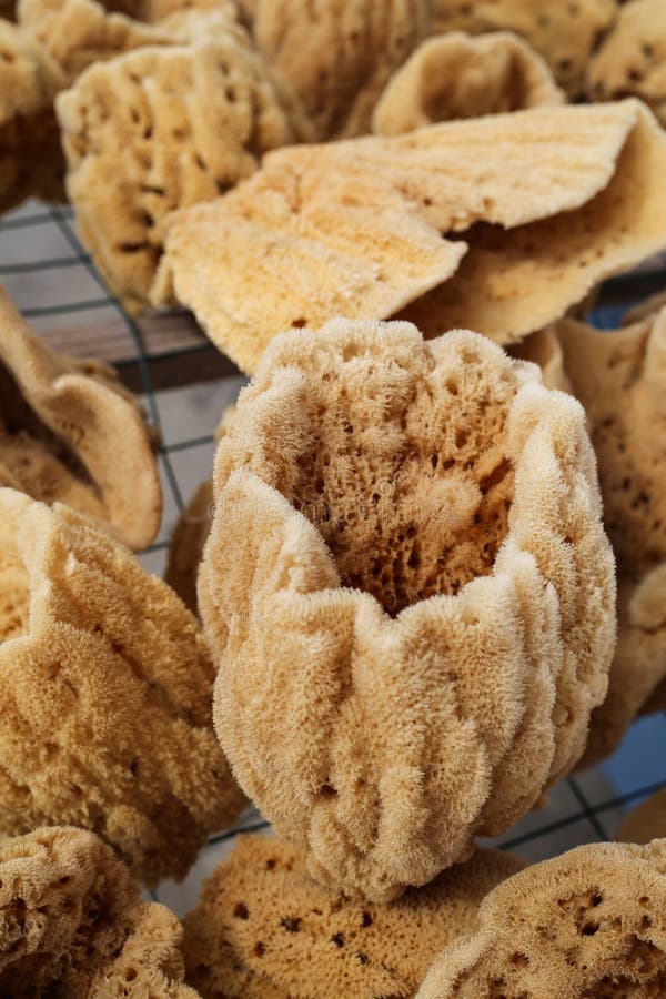 Spugne Naturali fotografia stock. Immagine di nave, grande - 32220026