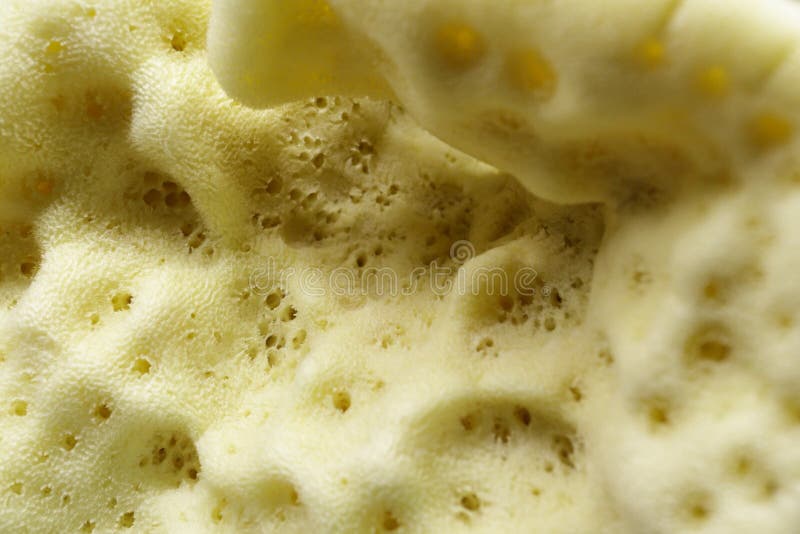 Primo Piano Delle Spugne Naturali Del Mare Fotografia Stock - Immagine ...
