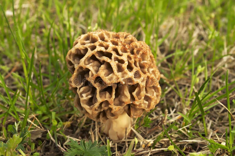 Fungo Della Spugnola Nera (conica Della Morchella) Immagine Stock ...