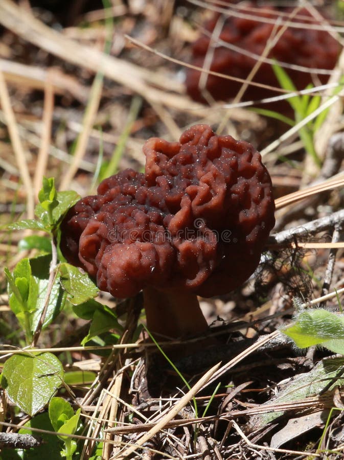 Spugnola Falsa - Gyromitra Esculenta Fotografia Stock - Immagine di ...