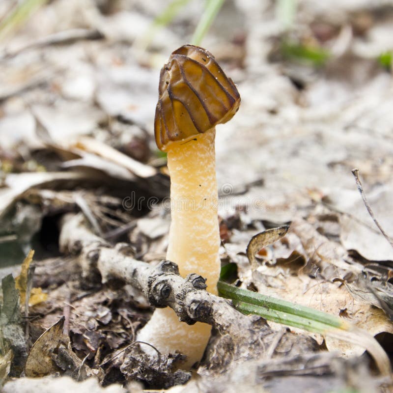 Spugnola Del Fungo Della Primavera Immagine Stock - Immagine di ...