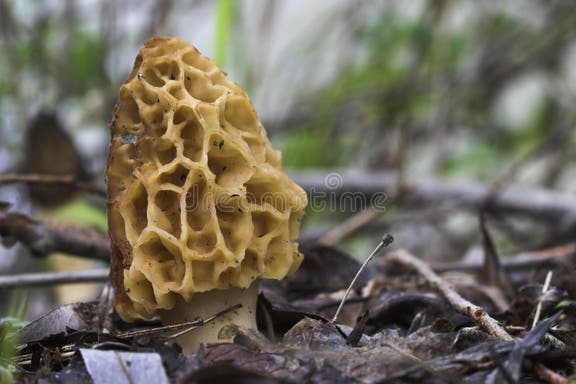 Spugnola (morchella Esculenta) Immagine Stock - Immagine di fungo ...