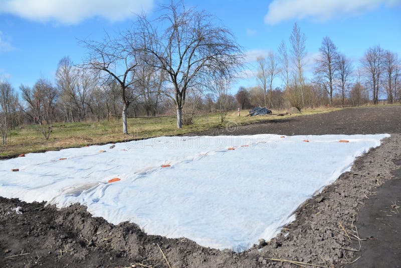 Spunbond Hotbed for Vegetable Seedlings in the Spring. Stock Photo ...