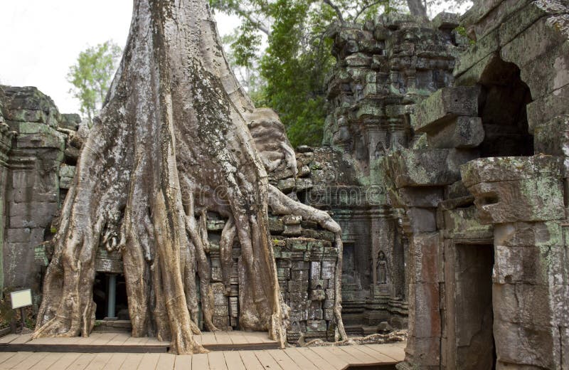 Spung Tree at Preah Khan Temple, Angkor Stock Photo - Image of buddhism ...