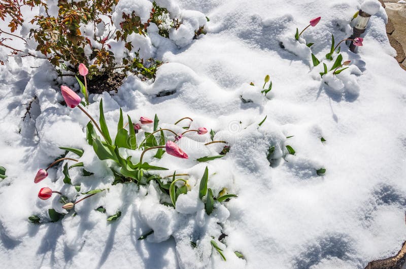 Persistent Pink Tulips stock photo. Image of white, fresh - 112240660