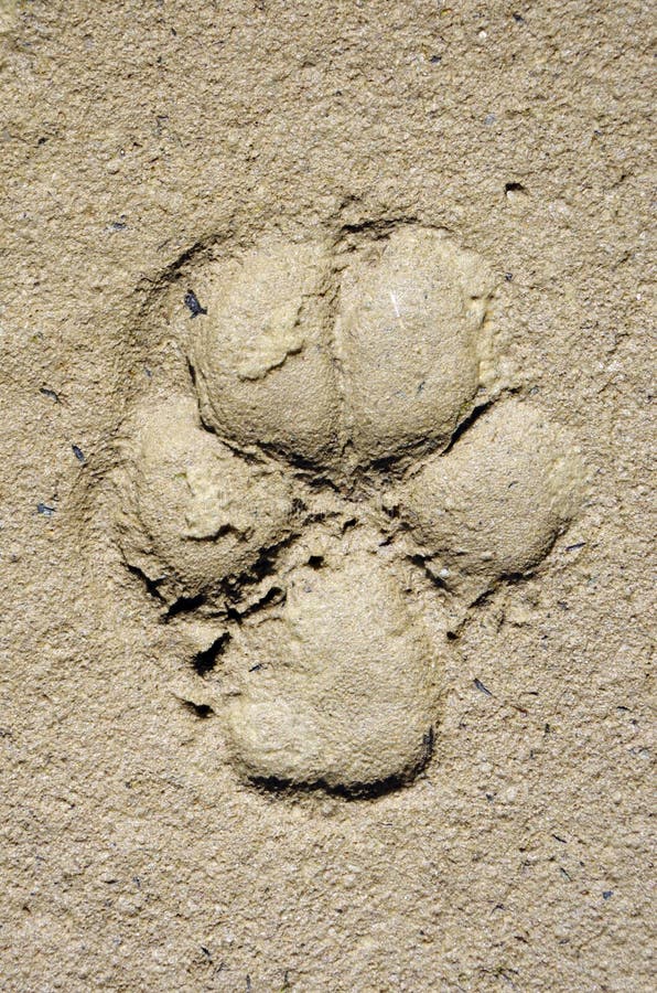 Luchs - Fußabdruck Im Schlamm Stockfoto - Bild von tiere, luchs: 159424562