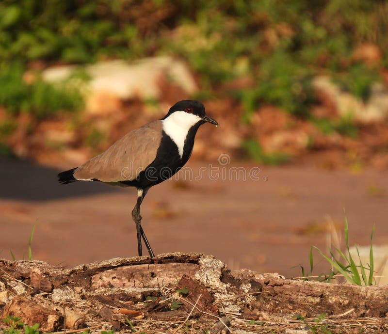 The spur lapwing stock photo. Image of shportsovy, lapwing - 210131438