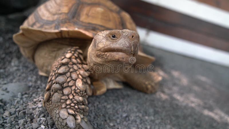 The Spur-nosed Turtle is a Species of Land Turtle, the Largest of the ...