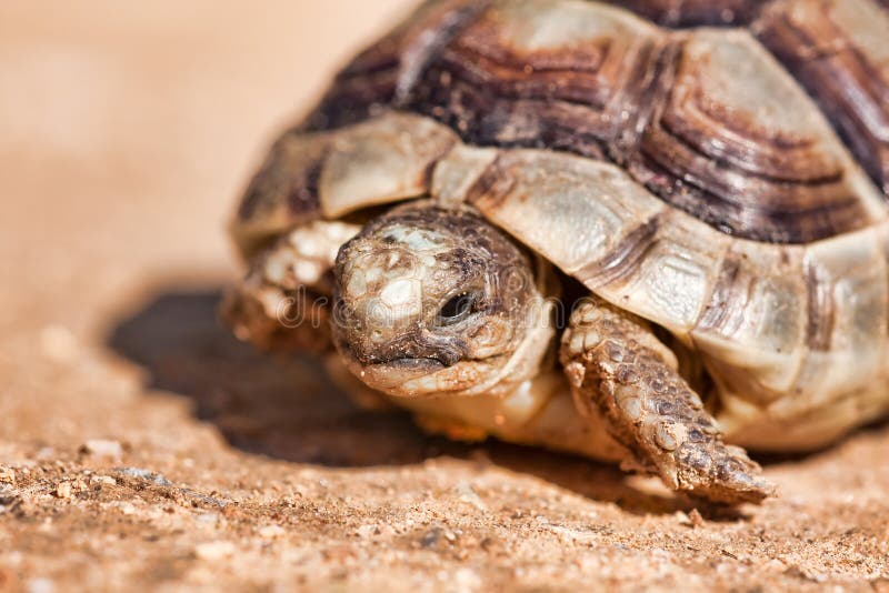 Spur-thighed Tortoise stock photo. Image of spur, desert - 11750692