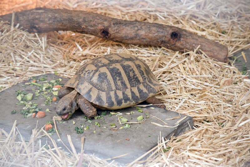 The Spur Thighed Tortoise Has Brown and Black Shell Stock Image - Image ...