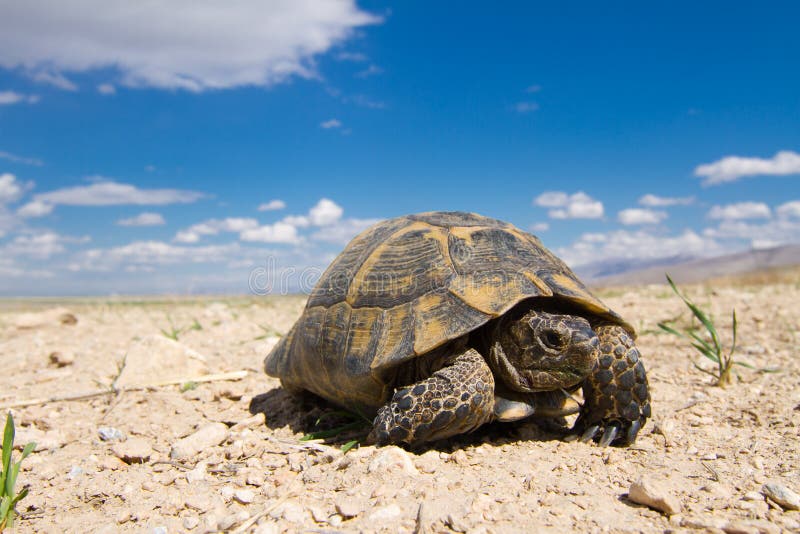 Spur-thighed Tortoise (Testudo Graeca) Stock Photo - Image of turkey ...
