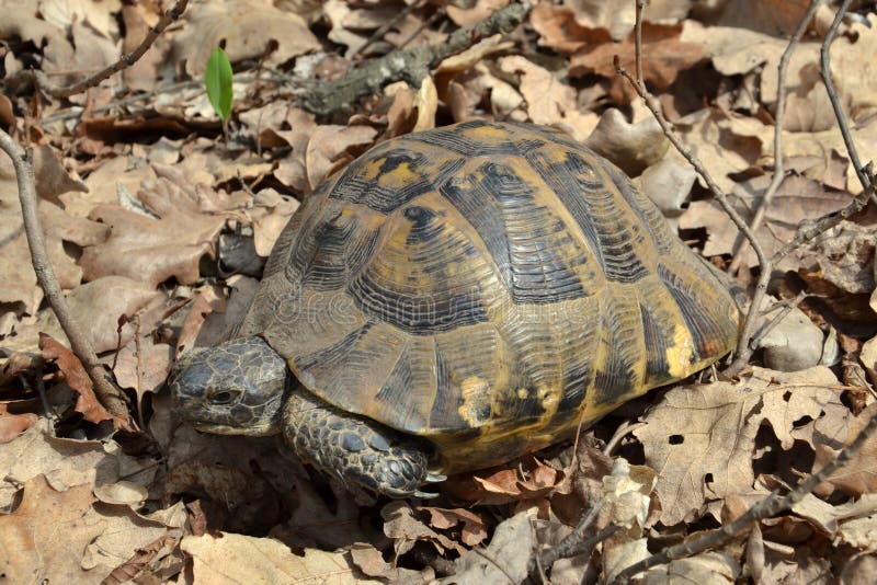 Spur-thighed tortoise stock photo. Image of beautiful - 69673732