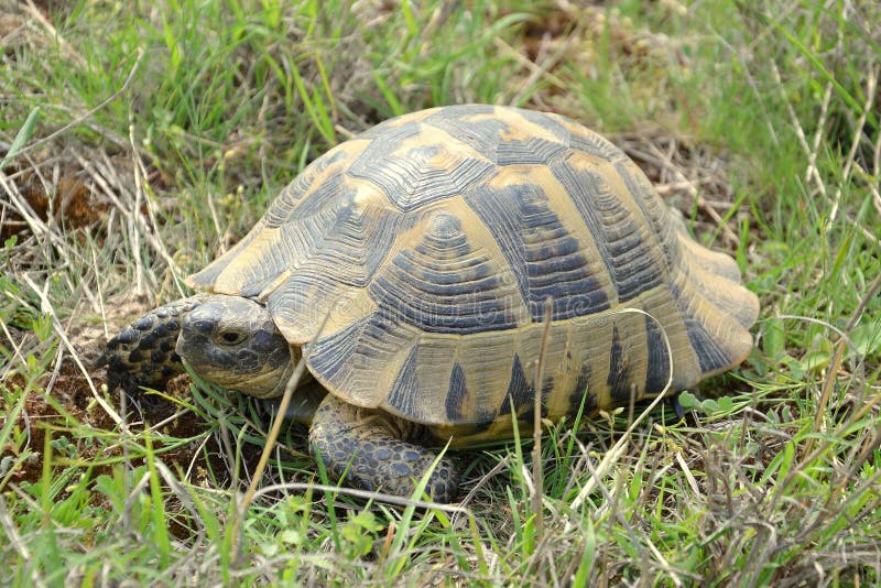 Spur-thighed tortoise stock image. Image of dobrogea - 70558155