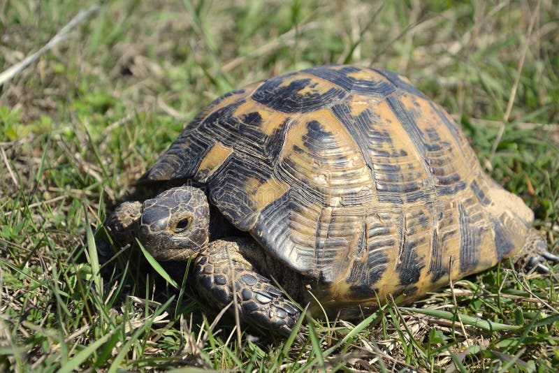 Spur-thighed tortoise stock photo. Image of adult, shell - 91586332