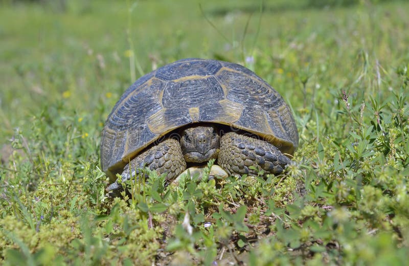 Spur Thighed Turtle (Testudo Graeca) Stock Photo - Image of moving ...