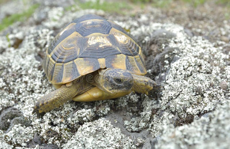 Spur Thighed Turtle (Testudo Graeca) Stock Image - Image of protective ...