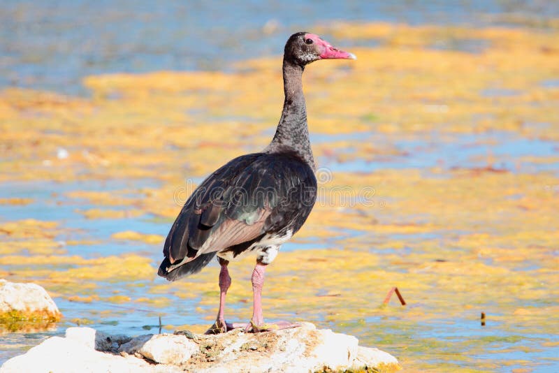 Spur-winged Goose stock image. Image of plectropterinae - 12417183