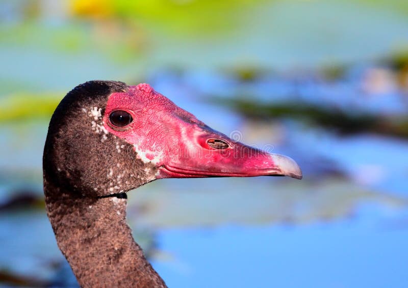 Spurwing Duck Stock Photos - Free & Royalty-Free Stock Photos from ...