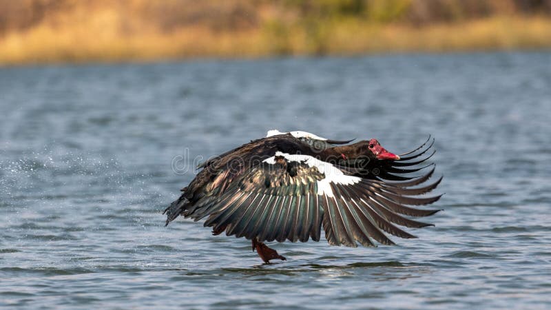 Spur-winged Goose Taking Off from Dam Stock Image - Image of wildlife ...