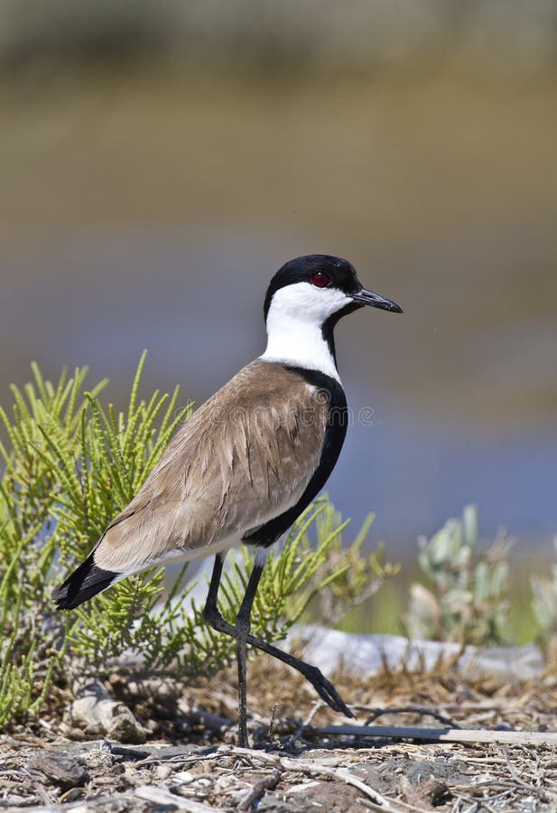 Spur-winged Lapwing stock image. Image of masked, falcon - 26733887
