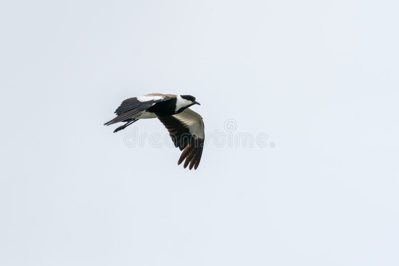 Spur-winged Lapwing in Mid Flight Stock Image - Image of ethiopia ...