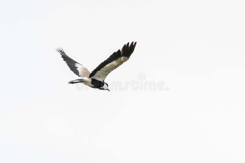 Spur-winged Lapwing in Mid Flight Stock Photo - Image of africa, awasa ...