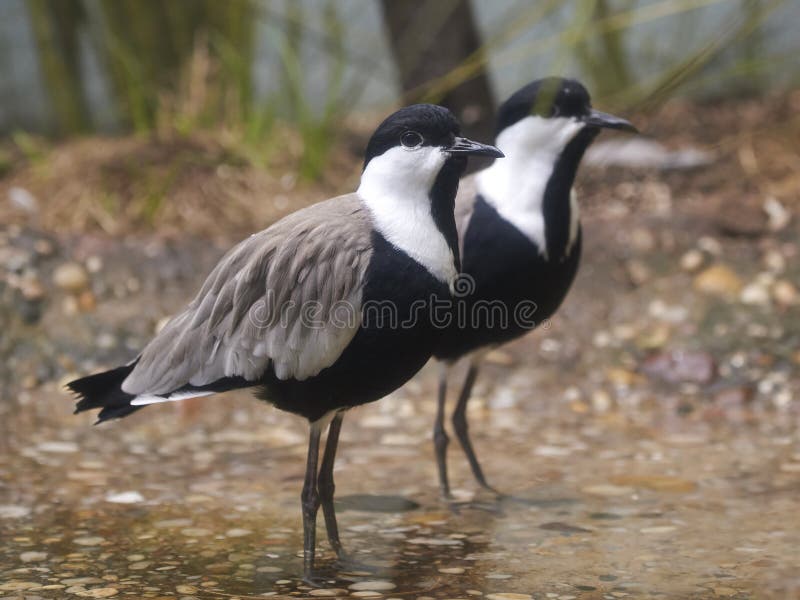 Spur-winged Lapwing Vanellus Spinosus Stock Image - Image of winged ...