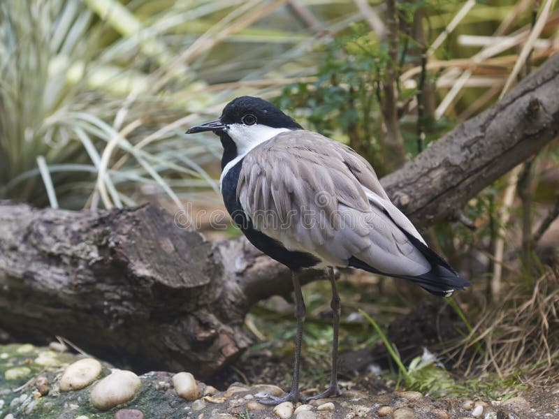 Spur-winged Lapwing Vanellus Spinosus Stock Image - Image of nature ...