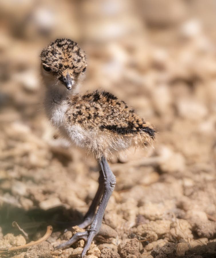Spur Winged Lapwing Baby Walking on the Ground Stock Photo - Image of ...
