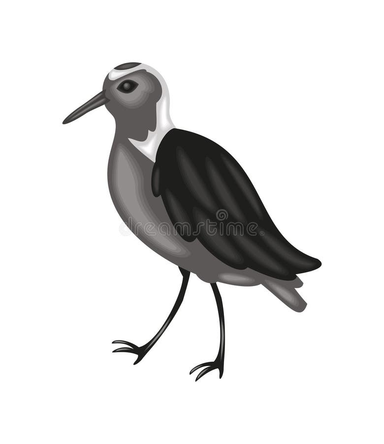 Spur winged plover bird stock vector. Illustration of plumage - 328759405