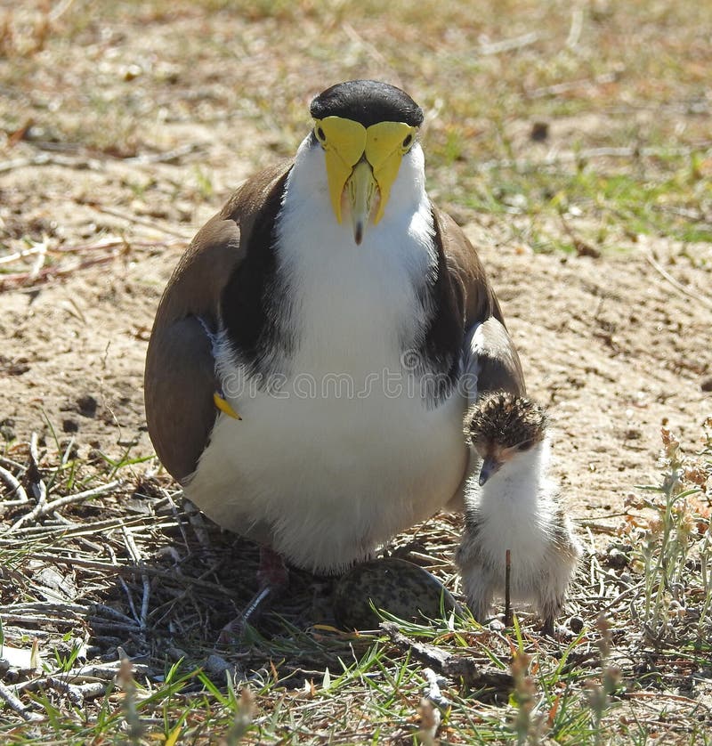 Spur Winged Plover with Chicks Stock Image - Image of plover, spur ...