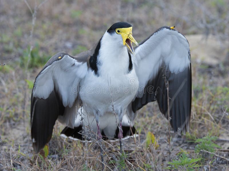 Spur winged plover stock image. Image of spurs, wildlife - 43501279